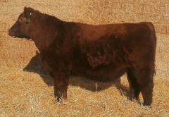 Watson Cattle Company