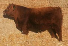 Watson Cattle Company