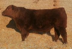 Watson Cattle Company